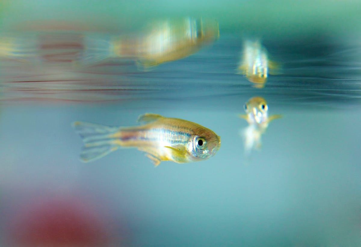 Hardwired to hunt. Young zebrafish have a neural circuit… | by eLife ...