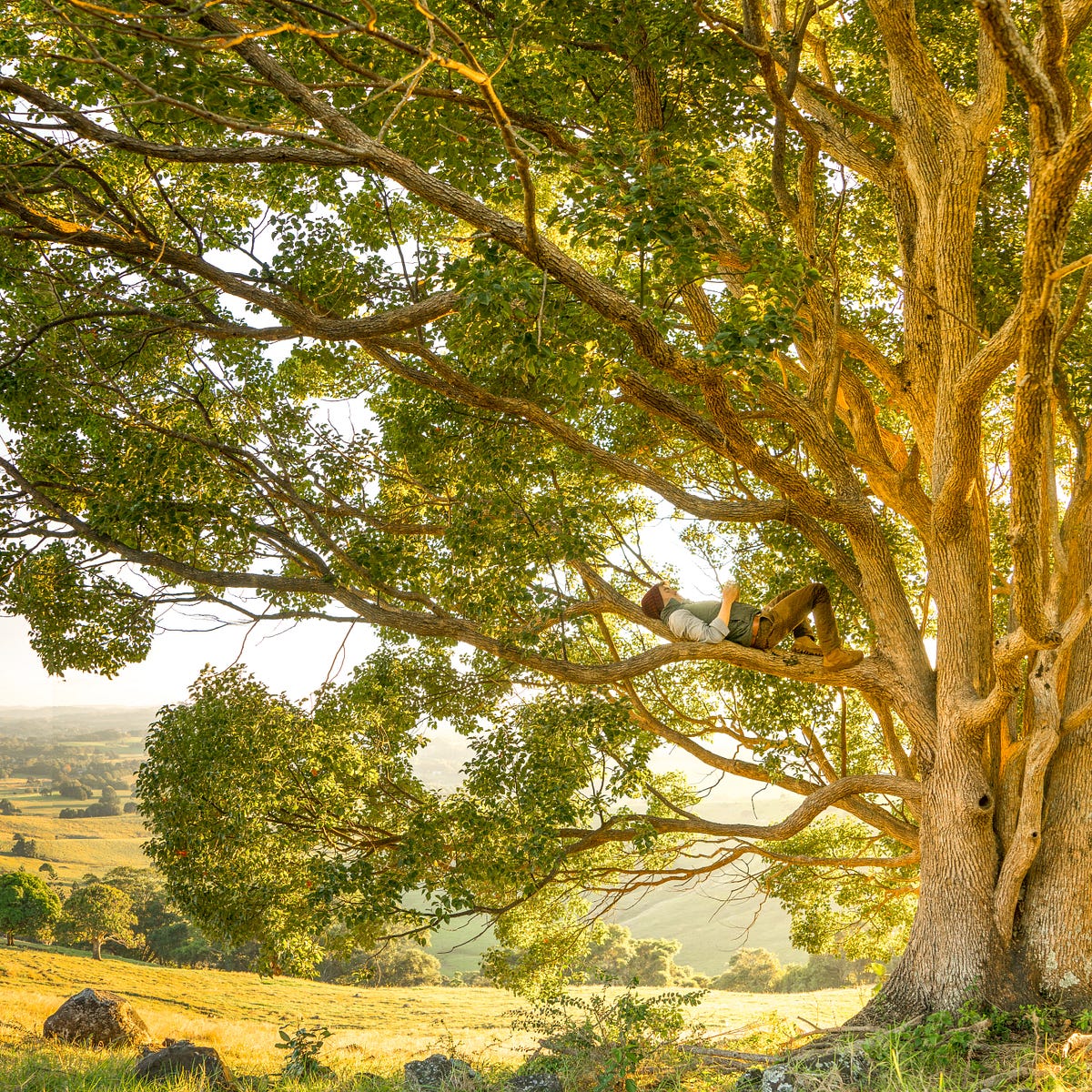 God Is More Than a Giving Tree. How do we rest in the shadow of the ...