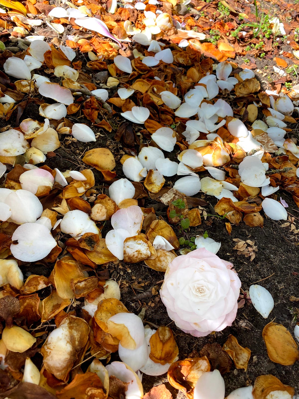 “THE FALLEN FLOWER”. This is my first post of creative but… | by ...