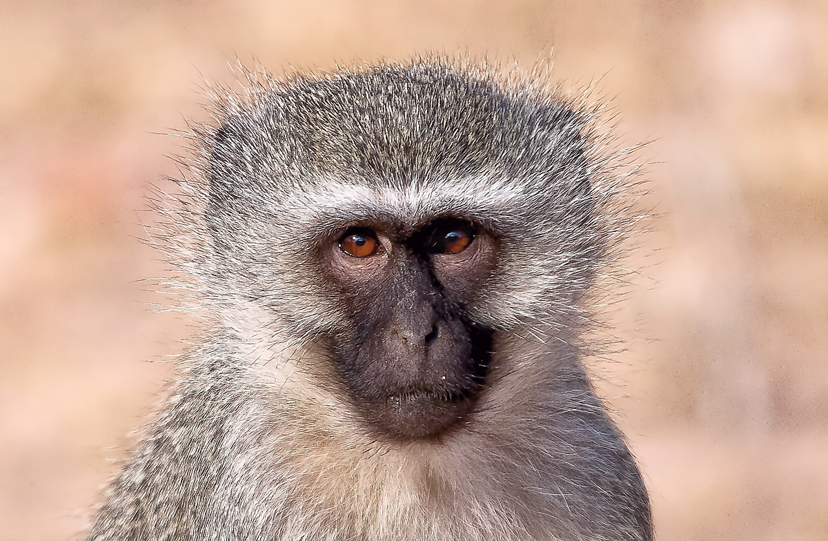 The Phantom Monkey. In South Africa in the ‘70s my… | by Peter Chrysets ...