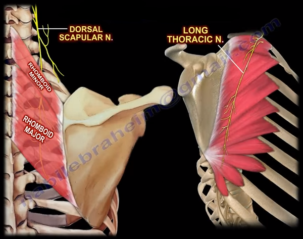 The Dorsal Scapular Nerve. The dorsal scapular nerve arises from… | by Nabil Ebraheim | Medium