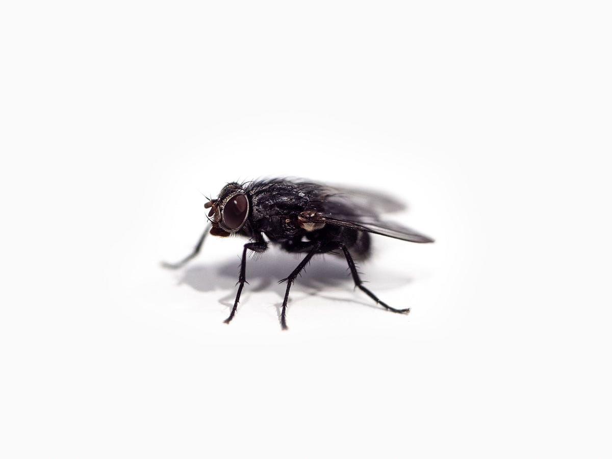 An Open Letter to That One Damn Fly Always Buzzing Around My Head | by ...