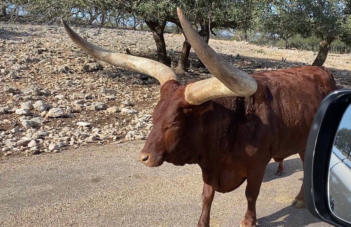 Texas Longhorns — Our State’s Big Mammal Symbol | by Gauri Sirur | Six ...