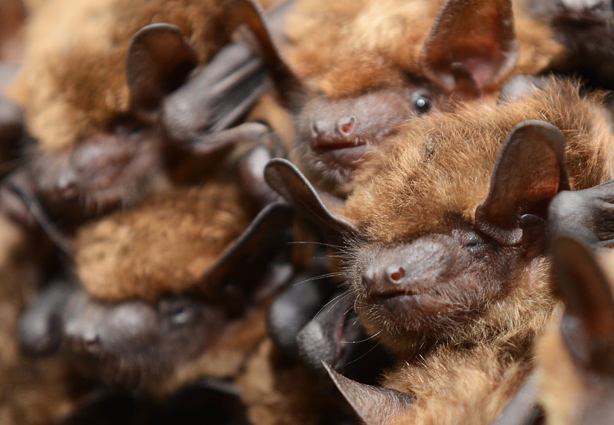 Novel ideas could win big in a fight to save bats | by U.S. Fish ...
