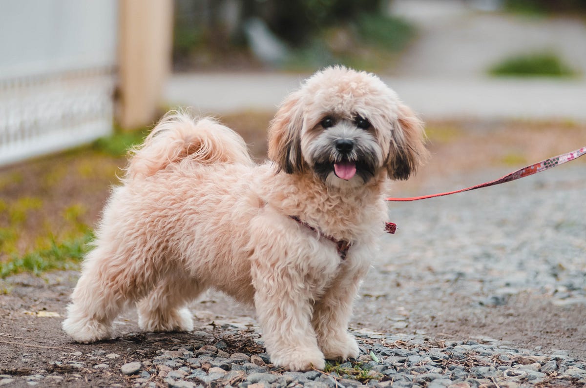 My Love For Mochi. I have known this dog for only a week… | by Giovanna ...