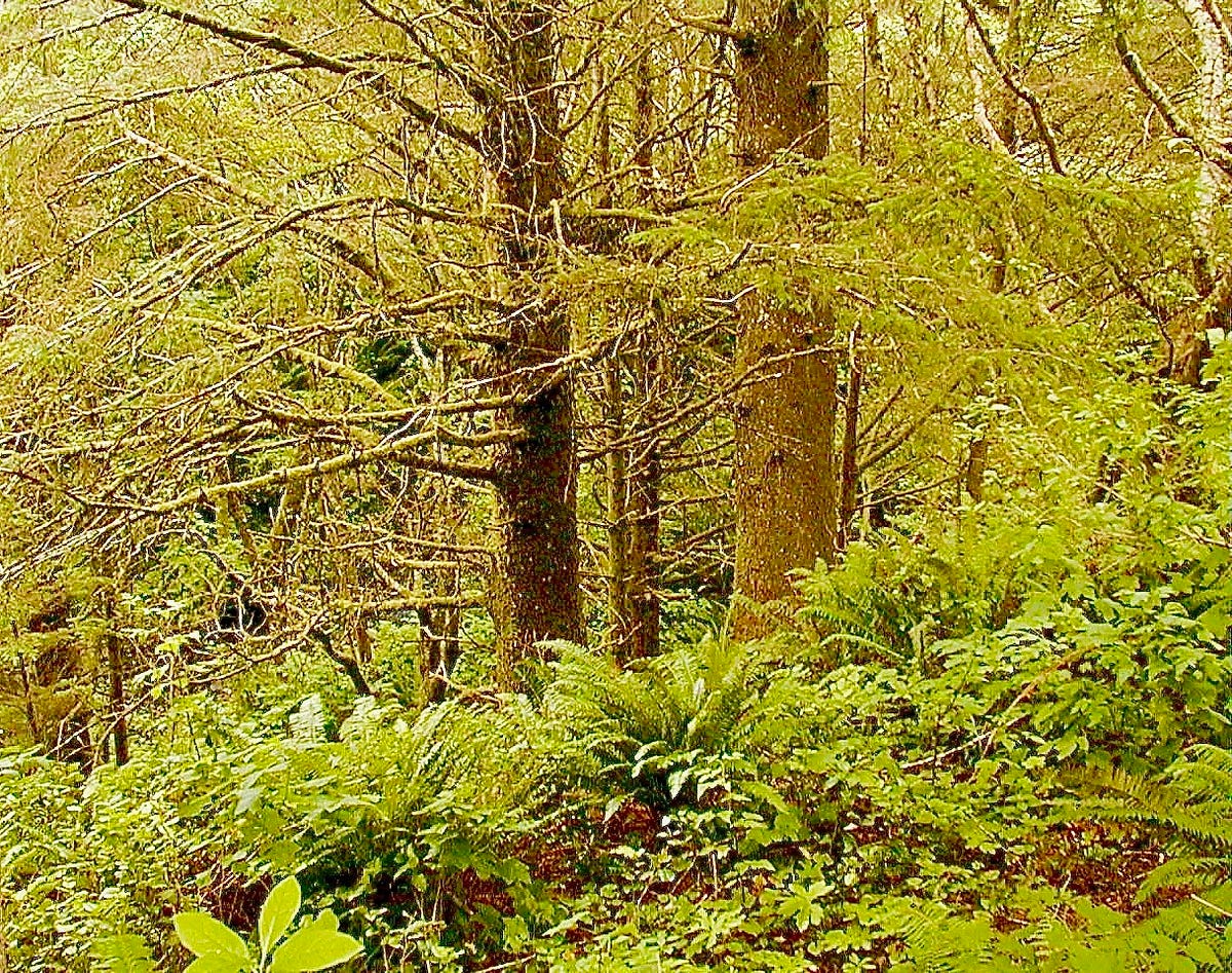 My Stand-Up Monologue About Trees & Us | by John Levin | Tales of ...