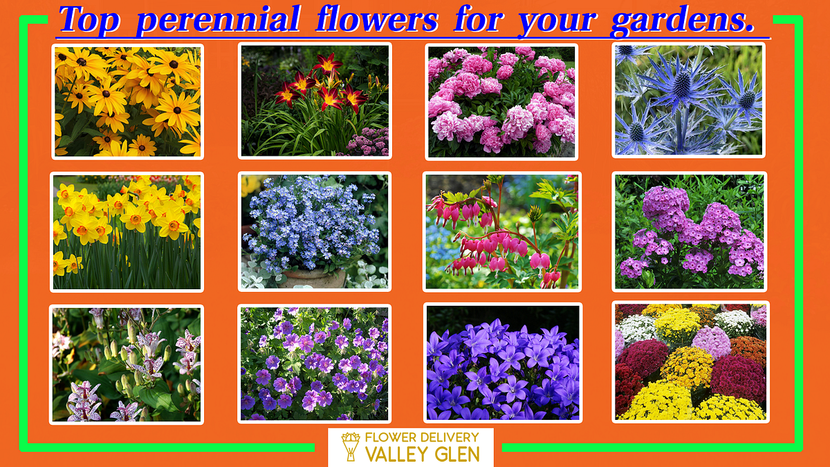 Top Perennial Flowers for Your Gardens | by Sarah Picard | Medium