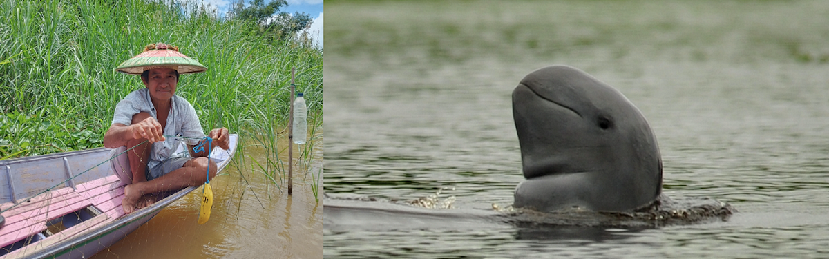 The Pesut and the Pinger: Using sounds to save river dolphins | by WWF ...