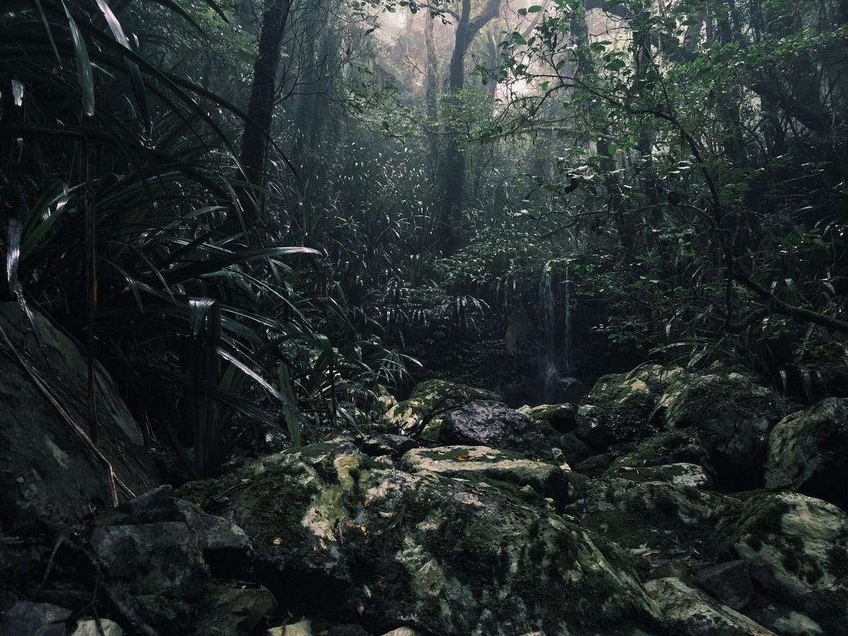 Horror in the Nigerian Rainforest - Centina Pentina - Medium