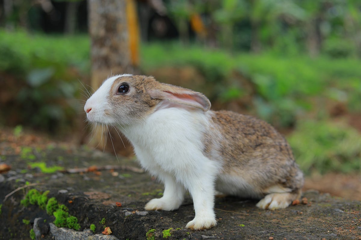 Implementing an event driven architecture with RabbitMQ | by Rodrigo ... Implementing an event driven architecture with RabbitMQ | by Rodrigo ...