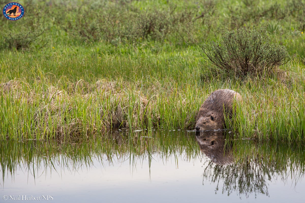 Beaver: A Willing Ally in a Drying World | by Defenders of Wildlife ...