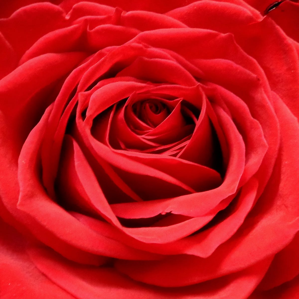 Rose. (a haiku) | by Widdershins Wanderer | Medium