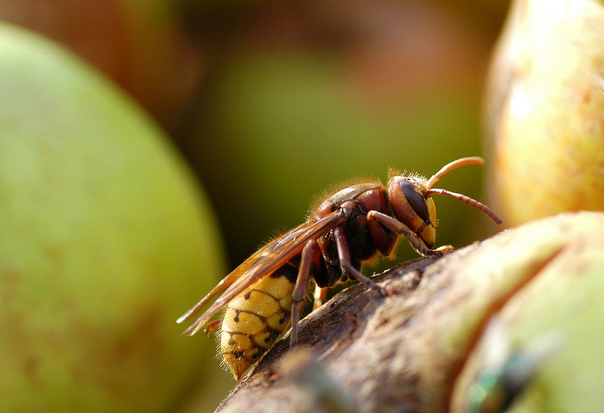 CALABRONI E VESPE: LE TRAPPOLE SI METTONO IN PRIMAVERA | by Carello ...