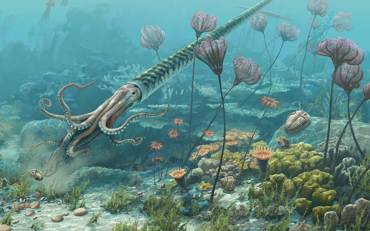 The Rise of the Cephalopods: An Evolutionary Origin Story | by Cody ...