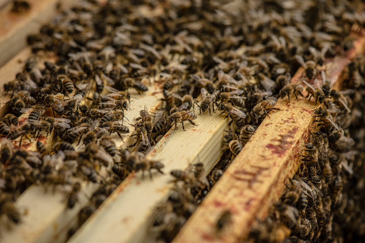 Champions unite to tackle bees’ needs | by National Grid UK ...