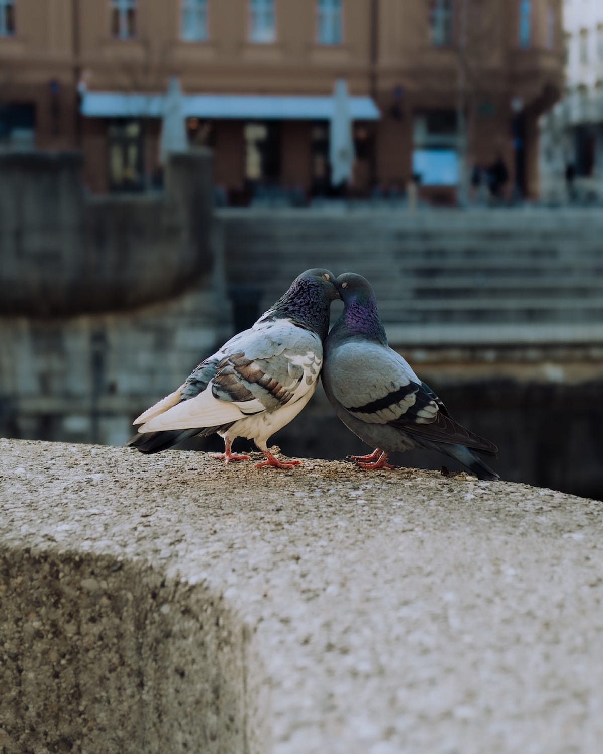 The Fascinating World of Pigeons: A Closer Look | by Justin Churchill ...