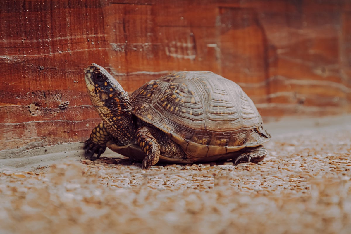 The Tortoise Village. There once was a tortoise village. The… | by Uzi ...
