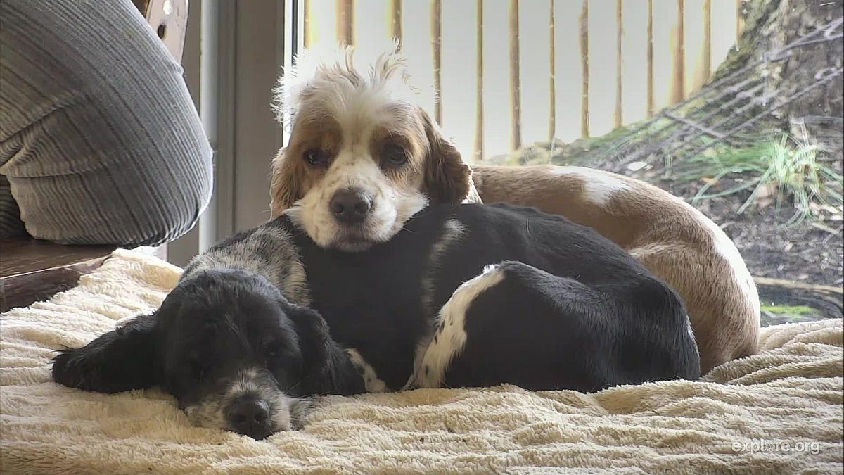 Old Friends Senior Dog Sanctuary Weekly Update (10/5) | by explore.org ...