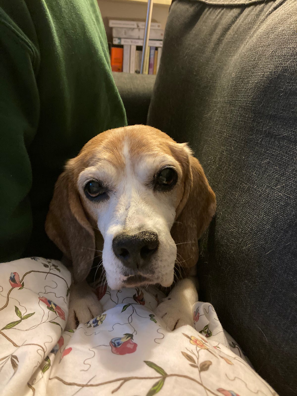 My beagle Gus and I: from surviving to thriving | by Kim Jackson | Medium
