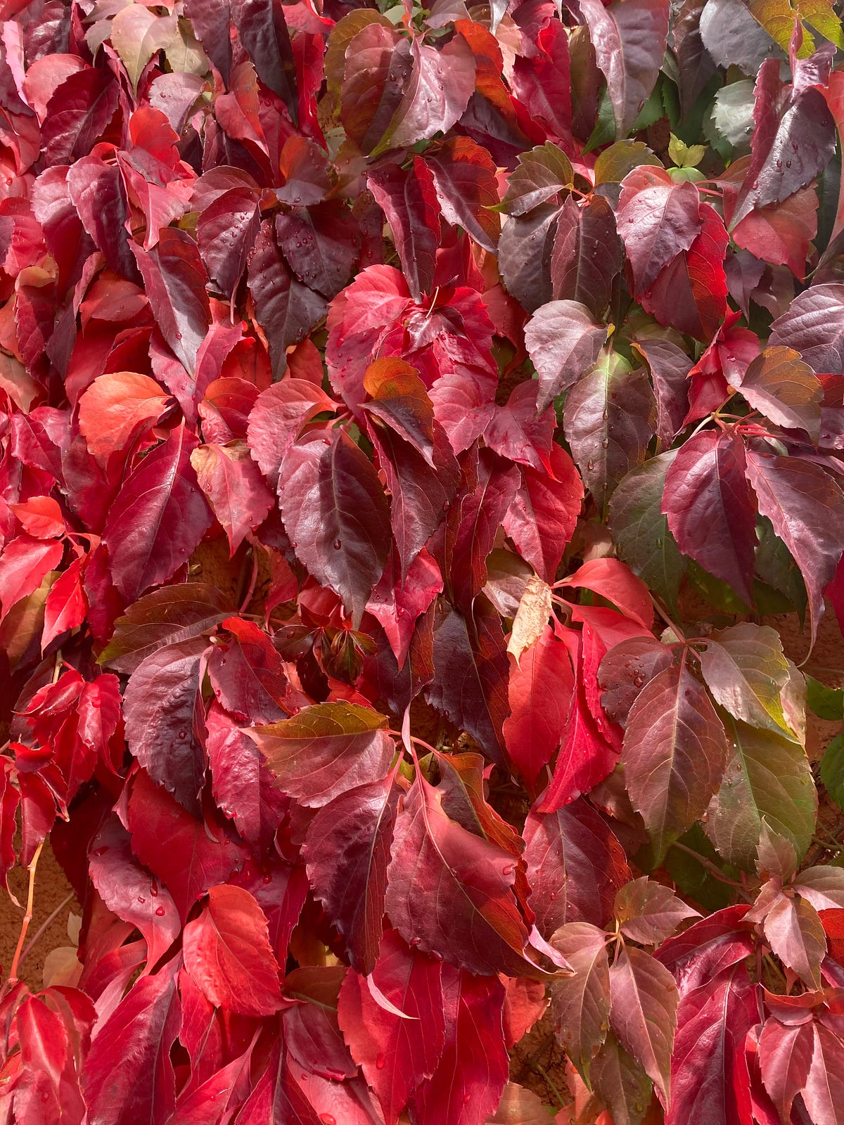 Autumn - Weeds & Wildflowers - Medium