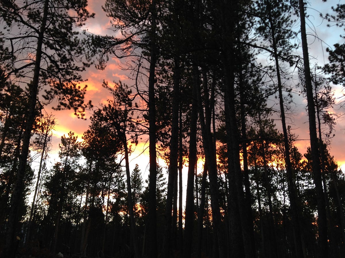 Hunting wily elk. Wilderness protects them all | by Laurel McHargue ...