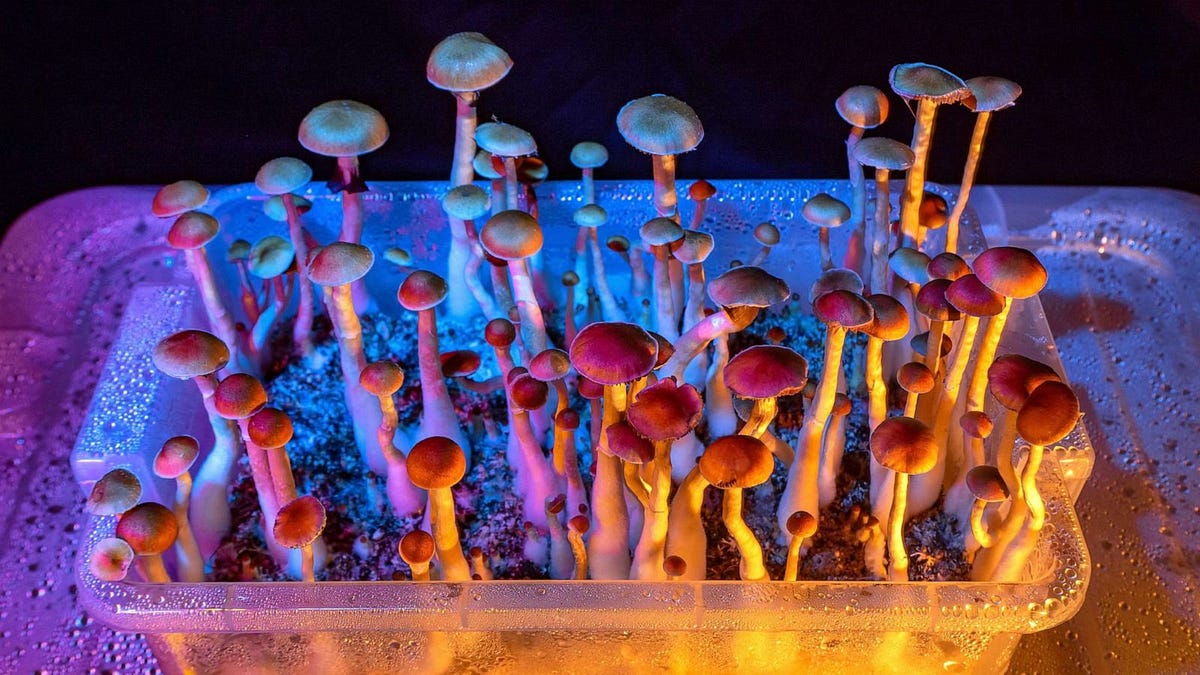MUSHROOM RUN: CHAPTER 1. My face crunched when he hit me and… | by ...