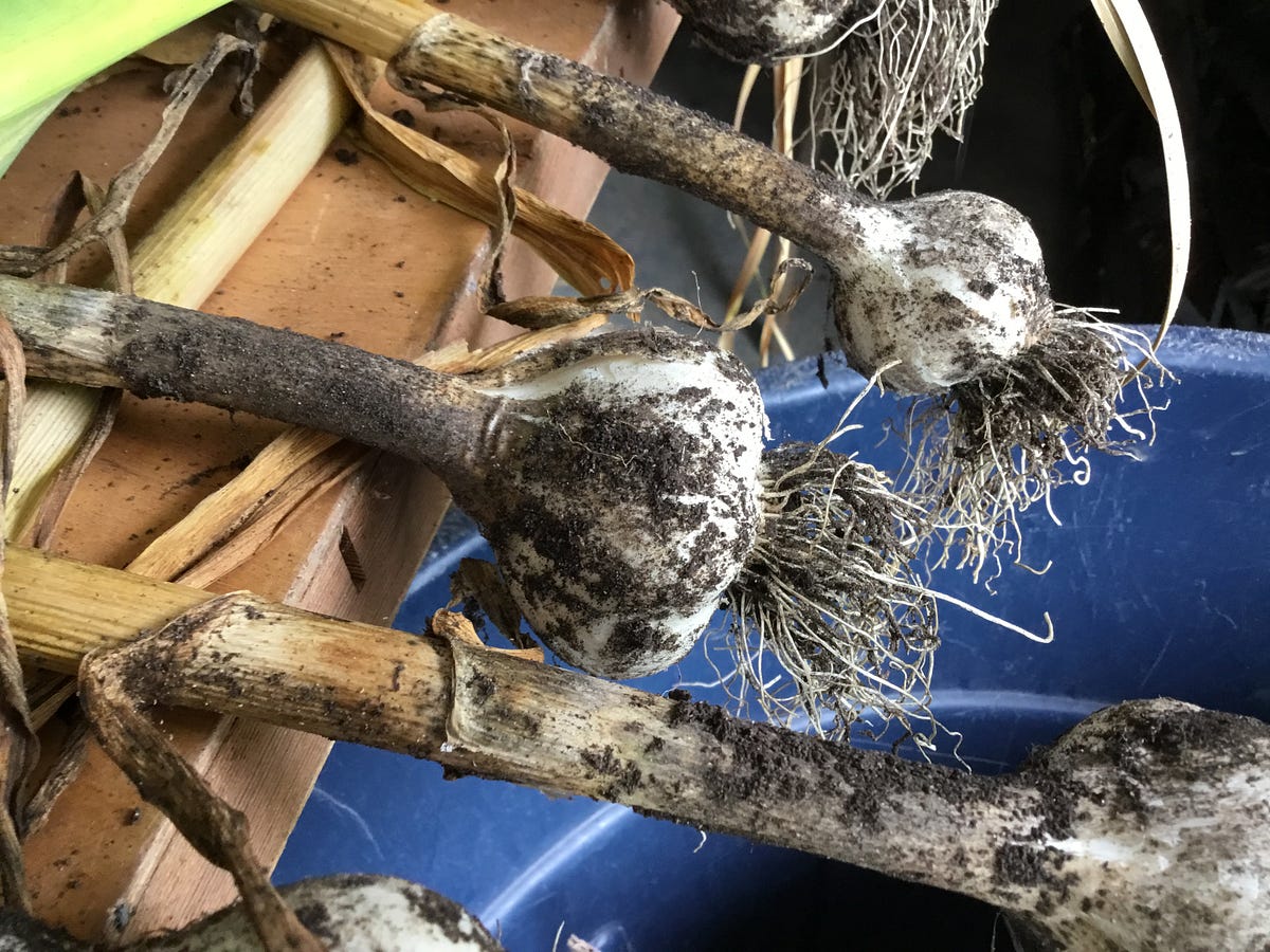Garlic Harvest. a July poem | by Jane Woodman | The Cotton Thread | Medium