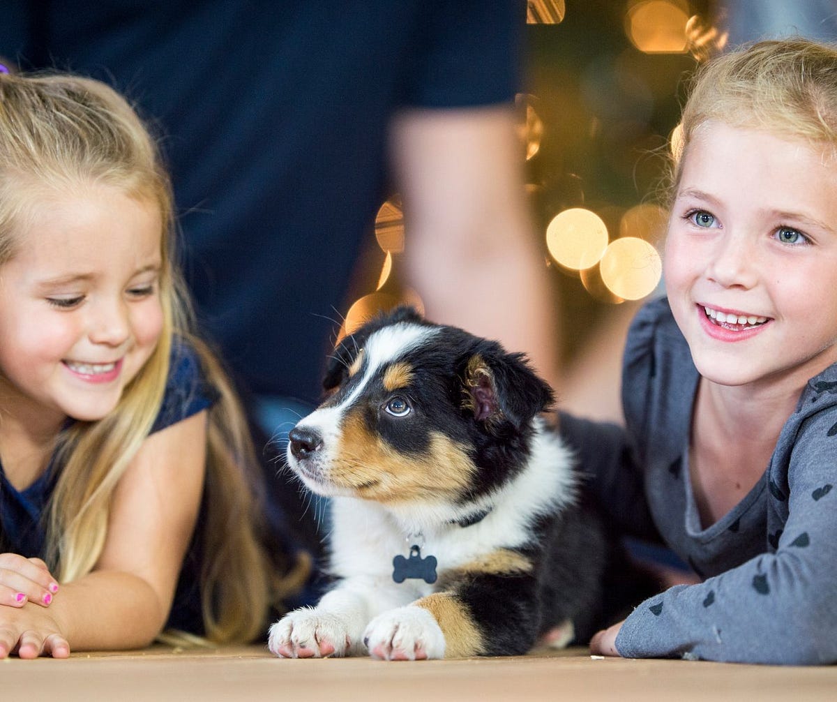 Five Tips to Get Ready to Bring a Puppy | by Shelley Wenger | Pet Talks ...