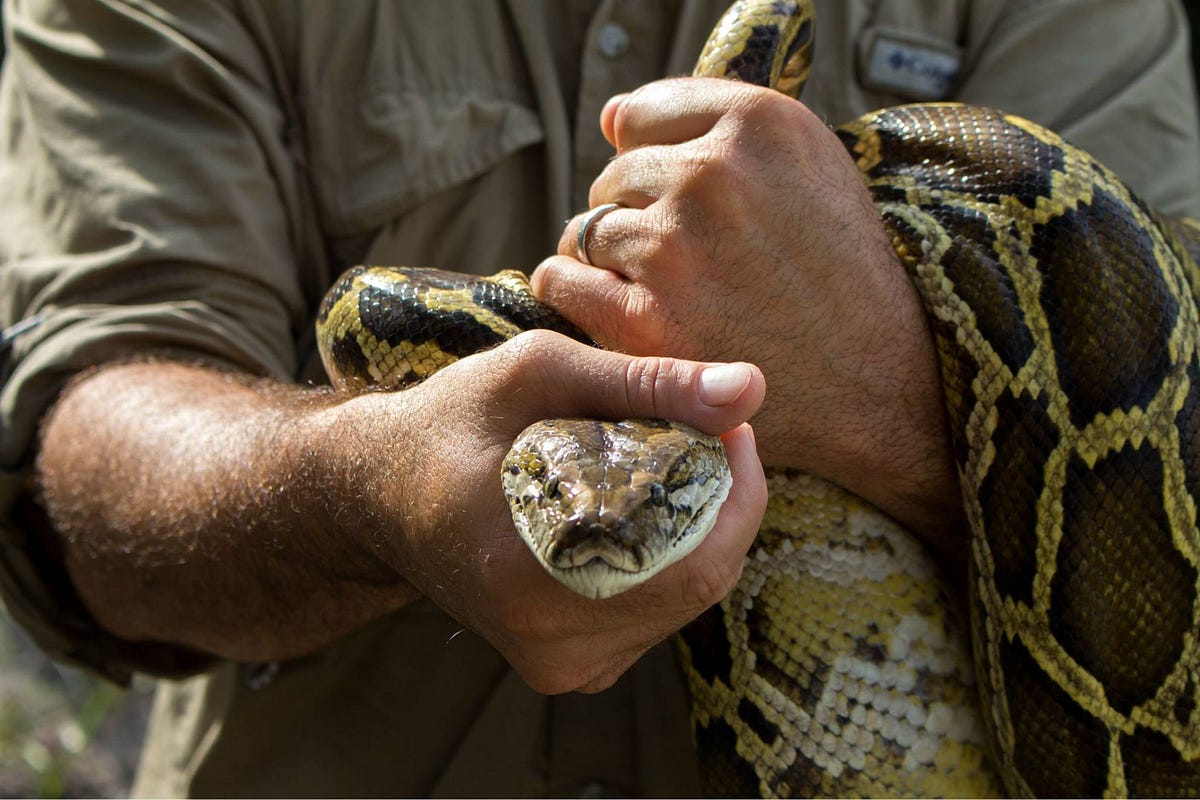 Invasive Burmese python documented eating deer weighing more than ...