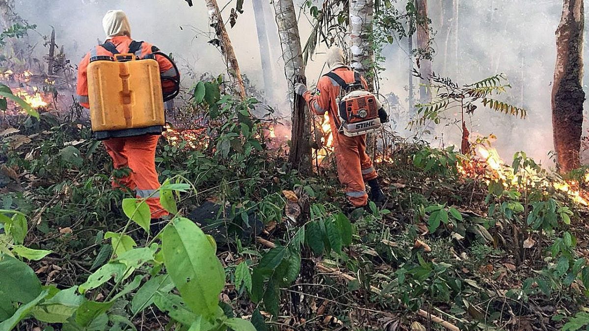 The World’s Largest Rainforest Continues To Burn, Inciting Protest for ...