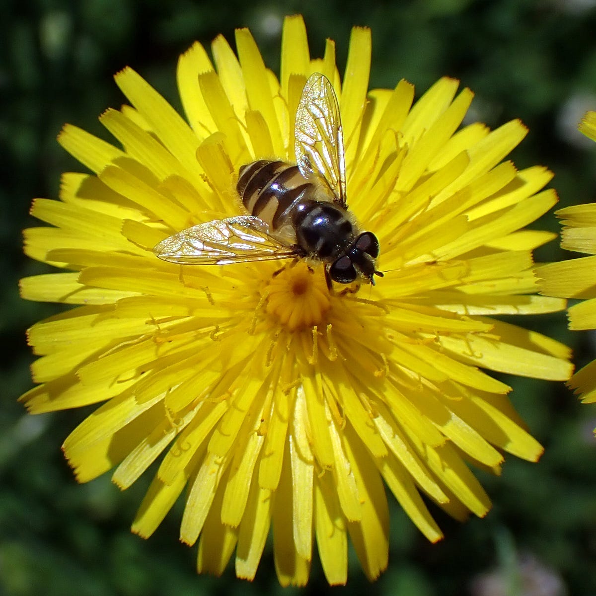 No Such Thing as a “Bad” Plant. Our subjectivity serves a purpose, but ...