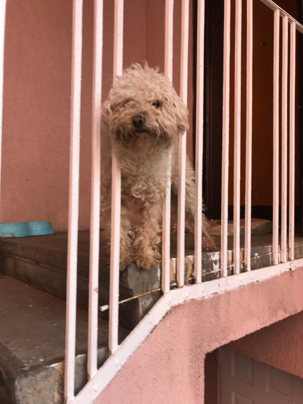 The Romanian Guard Dog Who Stole Our Hearts | by Paul Gardner ...