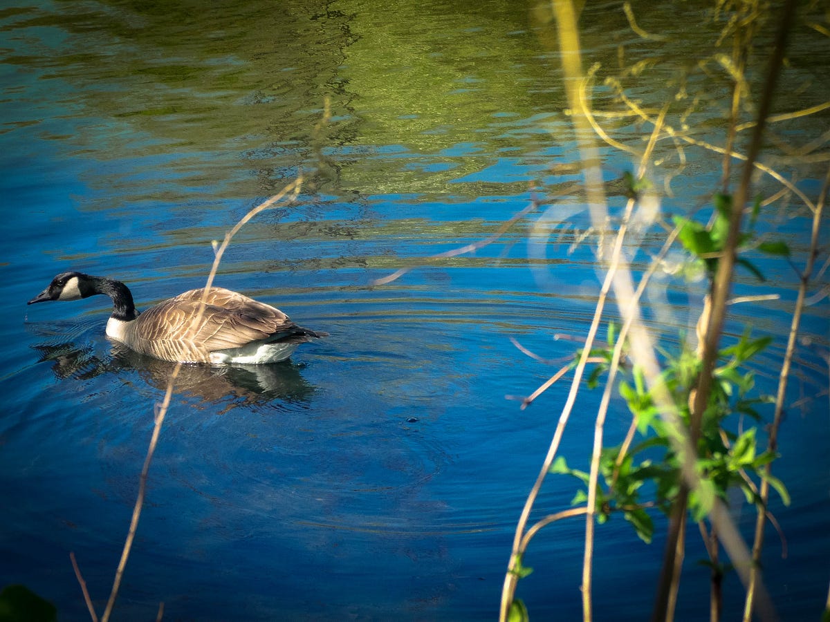 Nature Montage | Photography By Me | by Fee Scott-Bolden | Medium