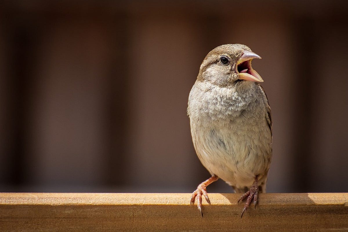 Warbles - Literary Impulse - Medium