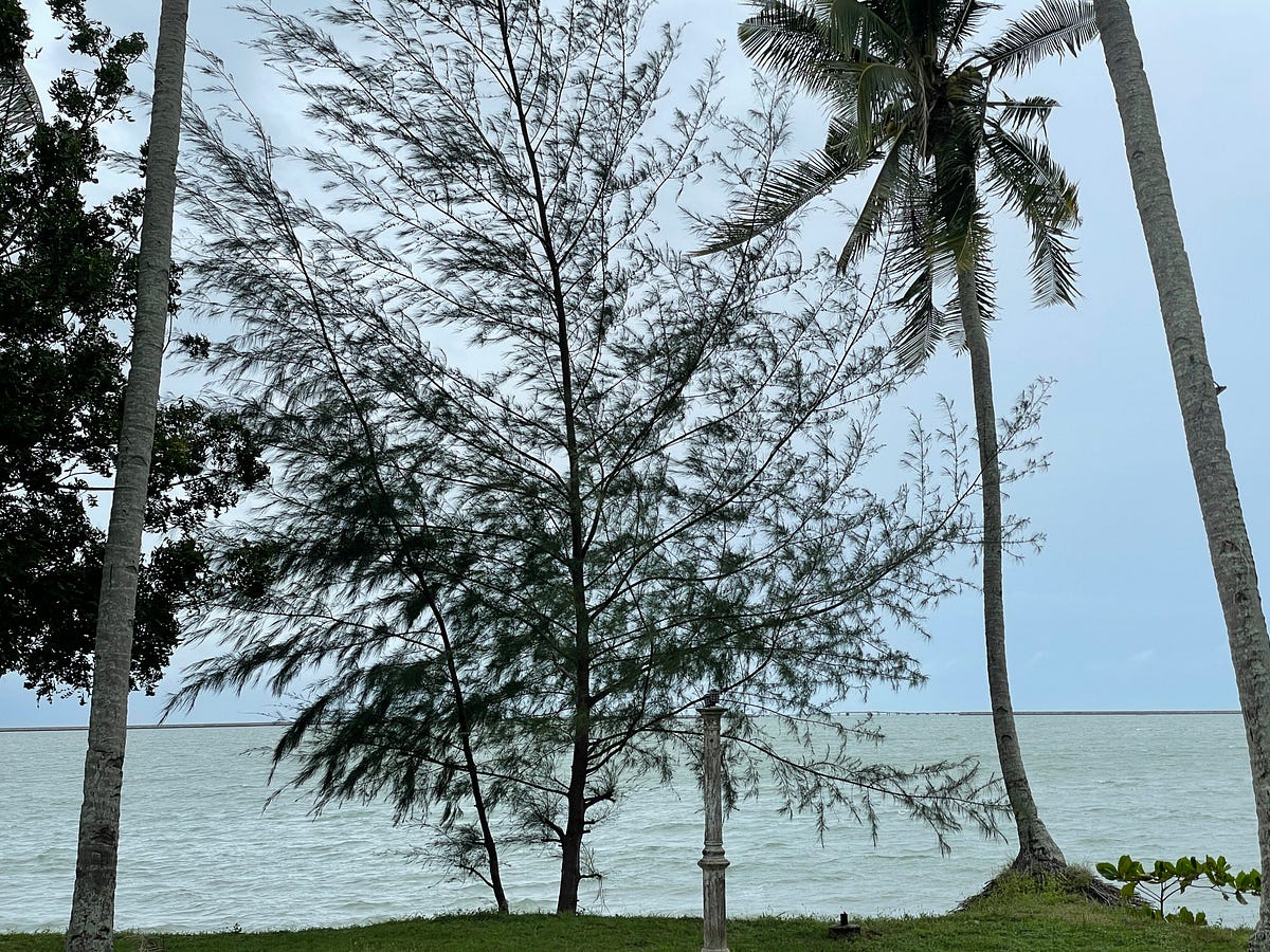 Casuarina Trees, My Favorites. Casuarina trees, a favorite of mine ...