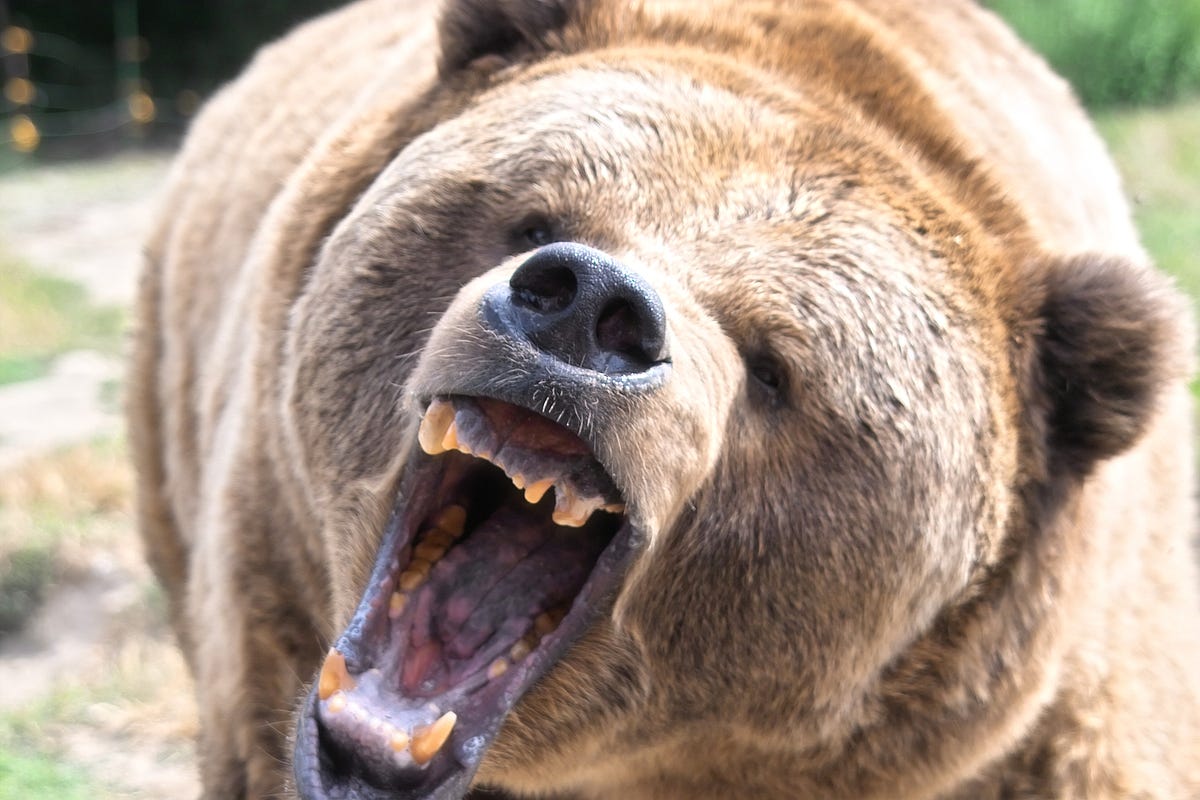 The True Story of The Bear Who Fought in World War II | by Sean Kernan ...
