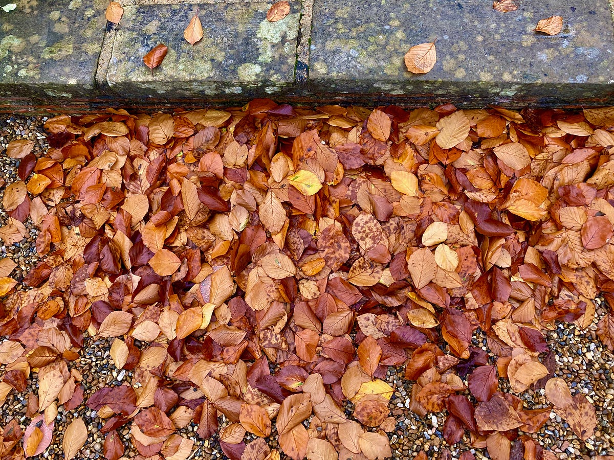 November, November. Month of treason | by Michelle Scorziello | Tea ...