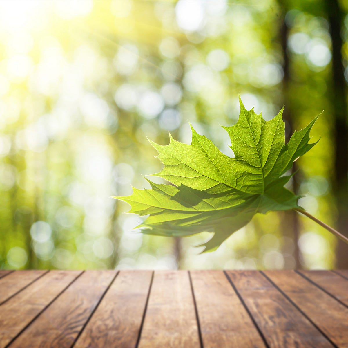 We’re missing the forest for the tree poses | by Kristin Dowell | Medium