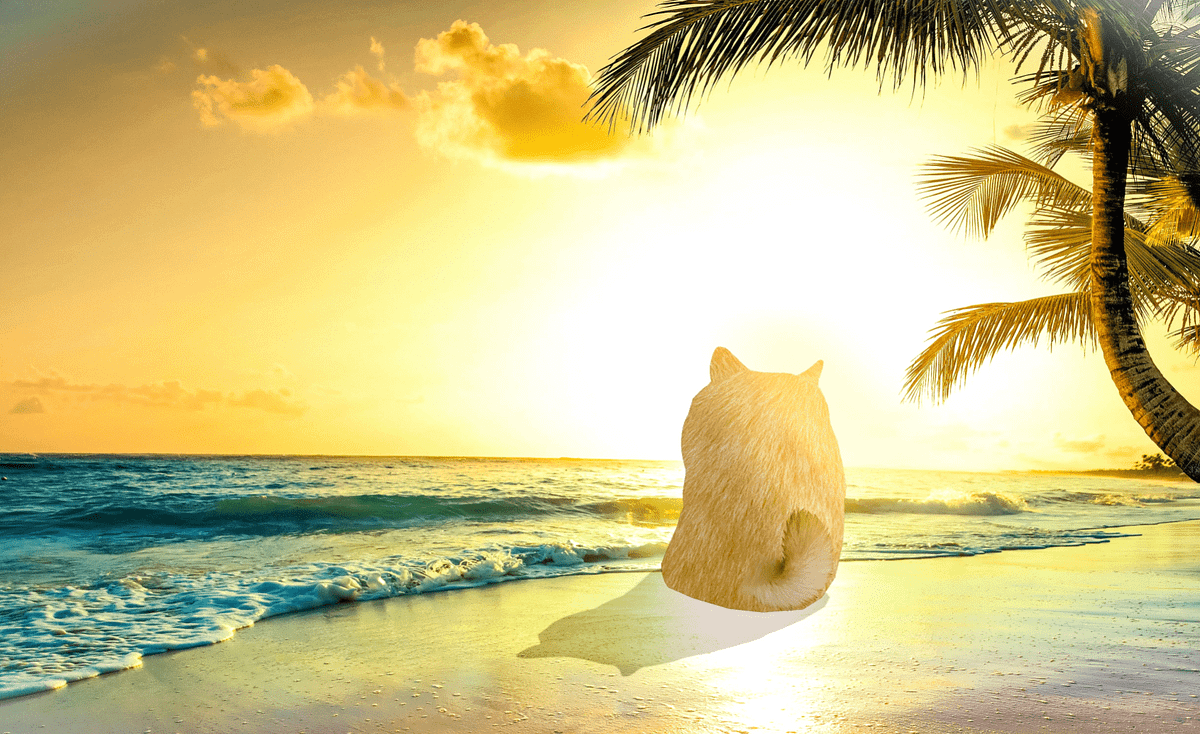 We commissioned the biggest Doge Beach Art yet! — $DOG Community Call ...
