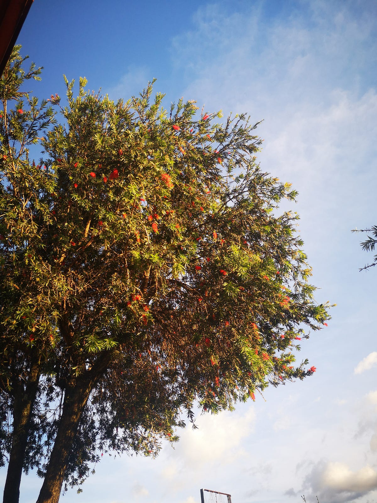 LAS COPAS DE LOS ÁRBOLES. Me gusta fotografiar copas de árboles… | by ...