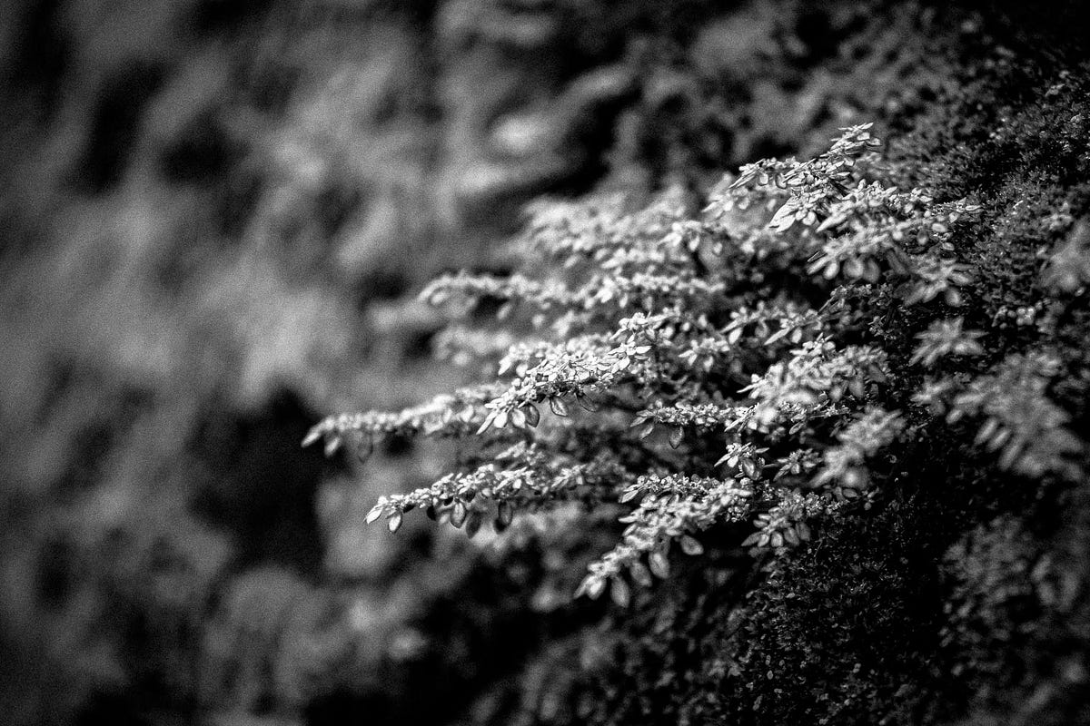 Data Structures In Typescript Traversable N Ary Tree Part 1 By Alexandre Lopes Medium 0320
