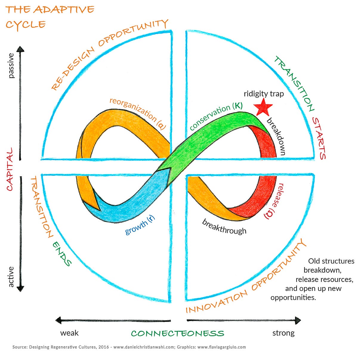 The adaptive cycle as a dynamic map for resilience thinking | by Daniel Christian Wahl ...