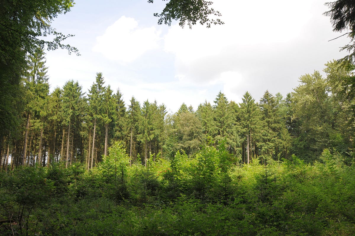 Private Forests — the Backbone of German Forest Landscapes | by Malin ...