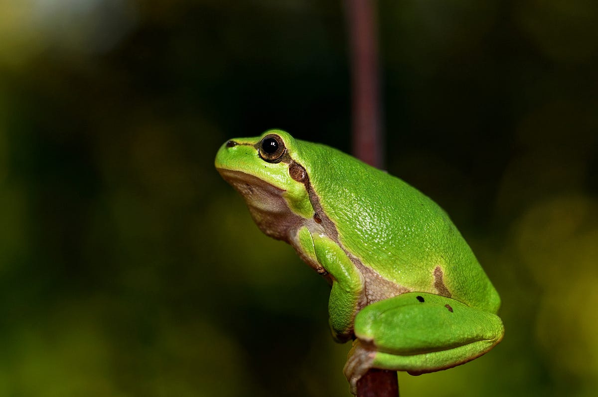 Atomic amphibians? Tar-black frogs have appeared in the exclusion zone ...