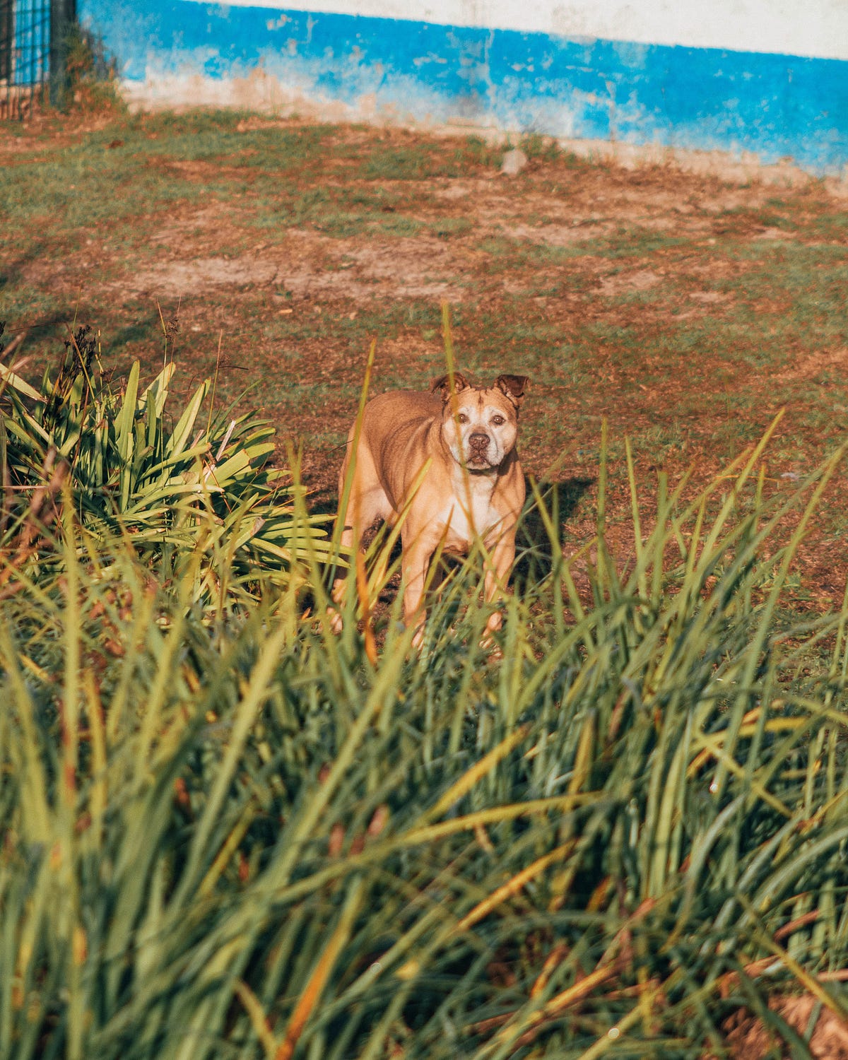 63 YEAR OLD ANTELOPE VALLEY FEMALE ATTACKED, KILLED BY PIT BULLS | by ...