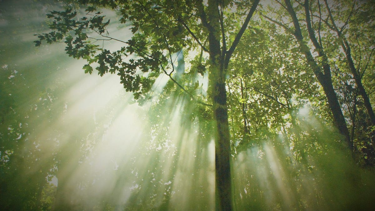 Soundscape ecology: preserving the sounds of wildlife | by Joanna ...
