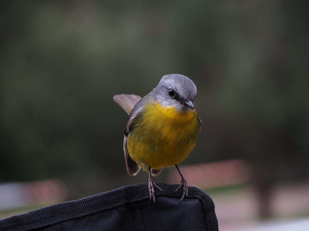 The Tell-Tale Canary. In memory of Edgar Allan Poe and… | by Robert ...