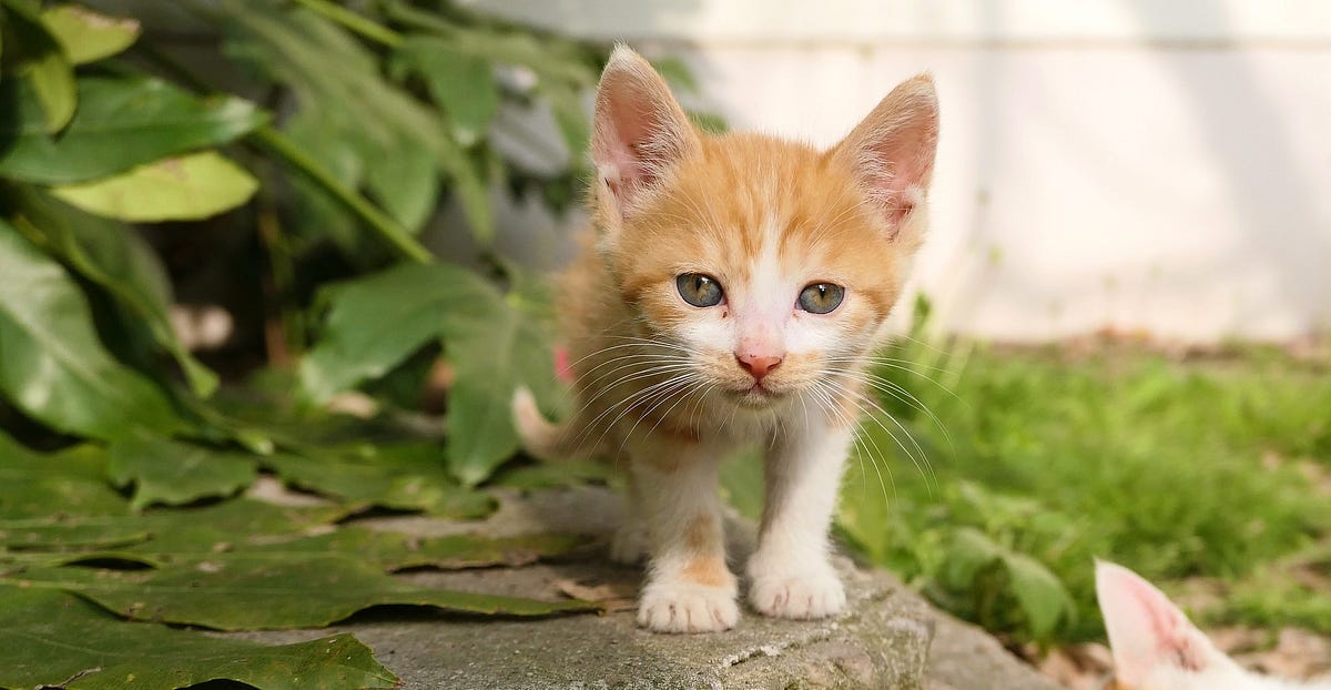 Dusty: The Kitten Who Made Me an Activist | by Toni Crowe | No Air | Medium