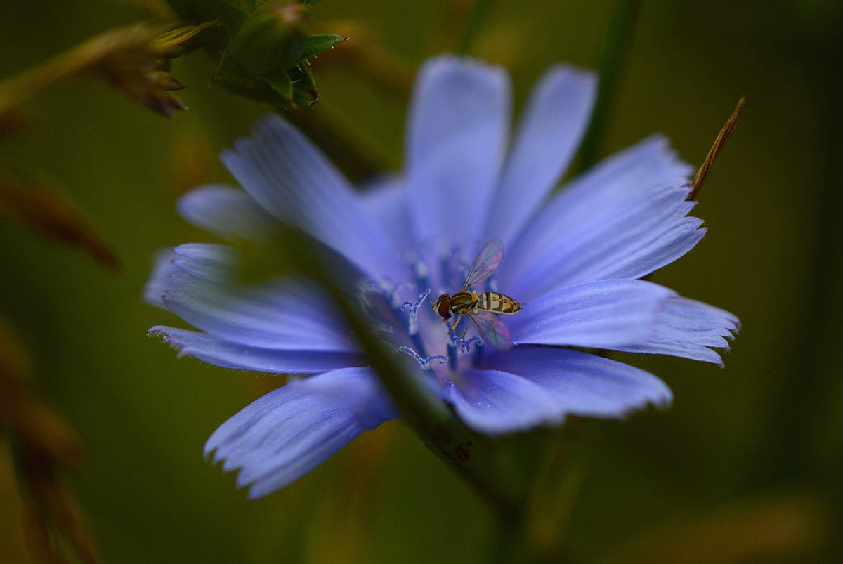 Blue of Autumn. a poem of nature in autumn | by A. Christine Myers ...