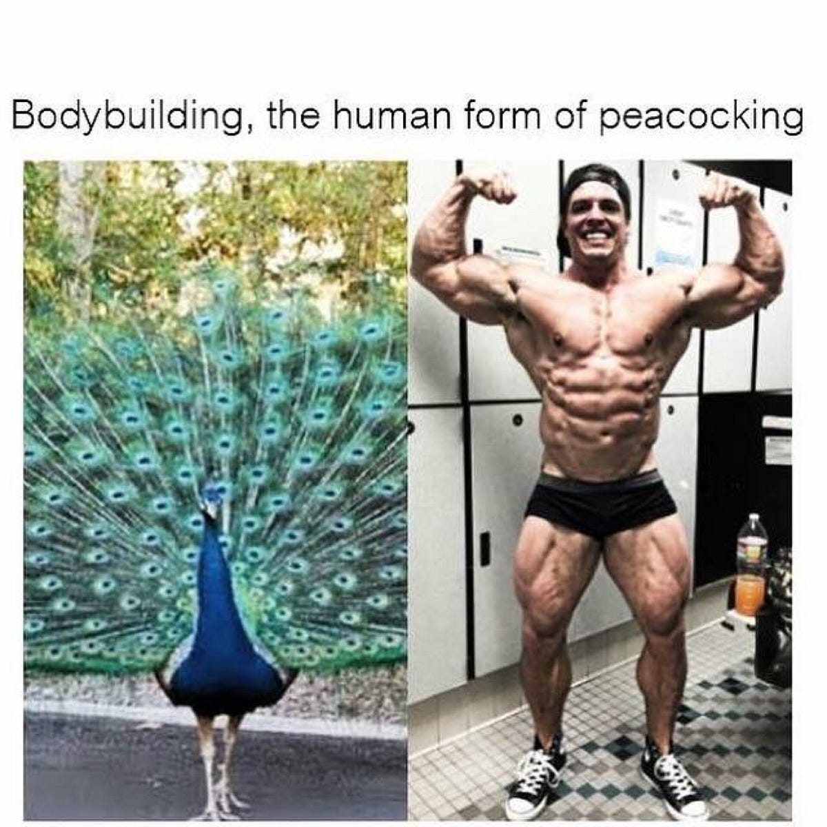 The Bodybuilding Bug. IS DEVELOPING A ‘BIG’, ‘MUSCULAR’ BODY… | by ...